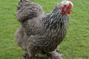 Conoce las 6 mejores razas de gallinas asiáticas | Gallinas ponedoras