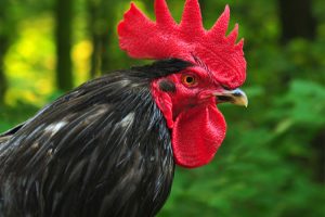 Australorp | Gallinas ponedoras