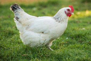 Conoce las 10 razas de gallinas más grandes | Gallinas ponedoras