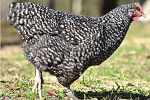 Conoce las 10 razas de gallinas más grandes | Gallinas ponedoras