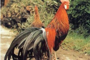 Jangmigye | Gallinas ponedoras