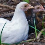 Algunos datos sobre el sistema digestivo del pollo | Gallina ponedora