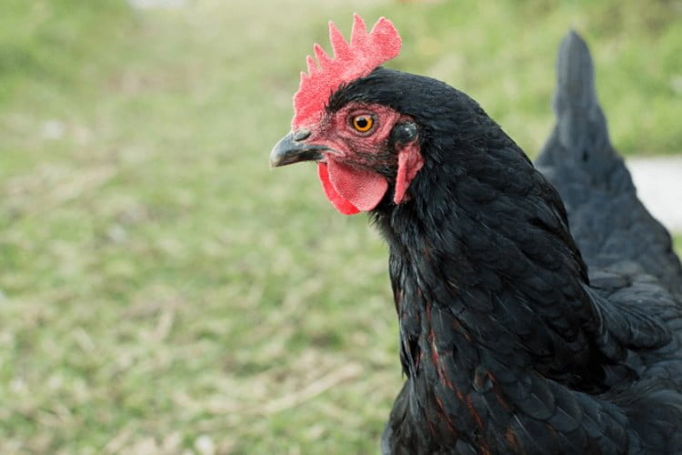 Gallinas Negras Gallinas Ponedoras