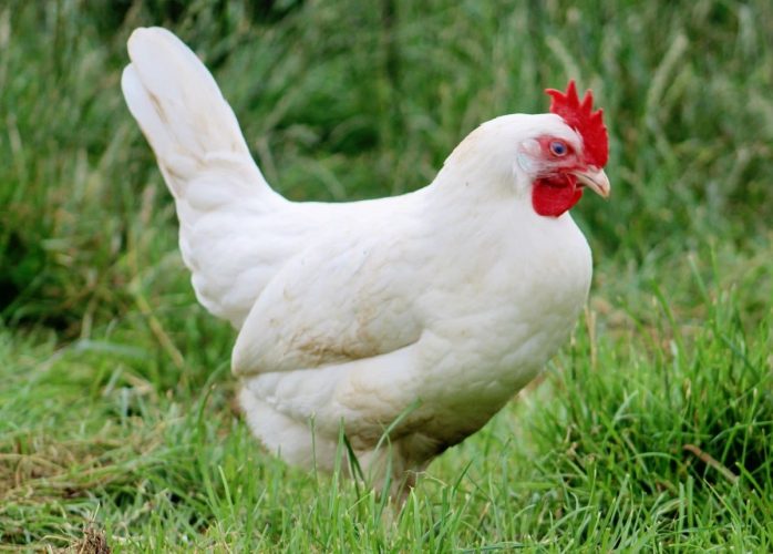 Mejores Razas de gallinas ponedoras para cuidarlas en casa
