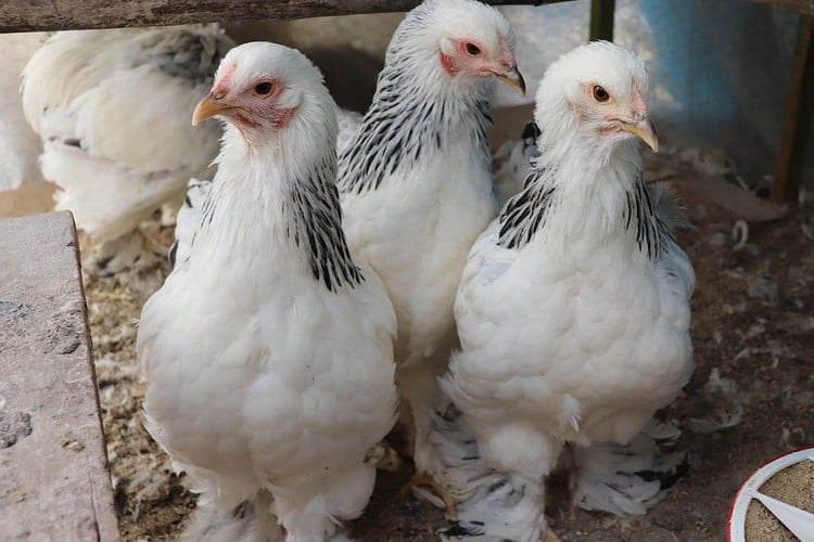 Conoce las 8 mejores razas de gallinas con patas emplumadas | Gallinas ...