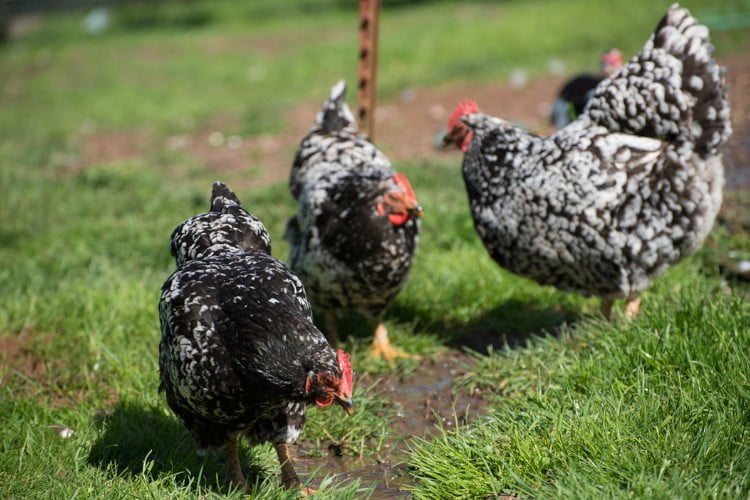 Java | Gallinas ponedoras