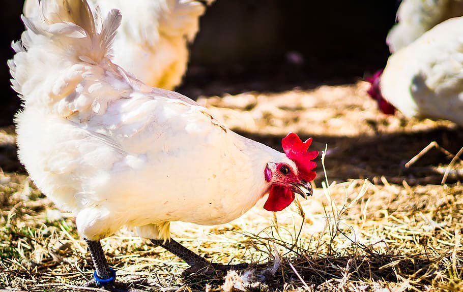 Conoce las 15 mejores razas de pollo para carne | Gallinas ponedoras