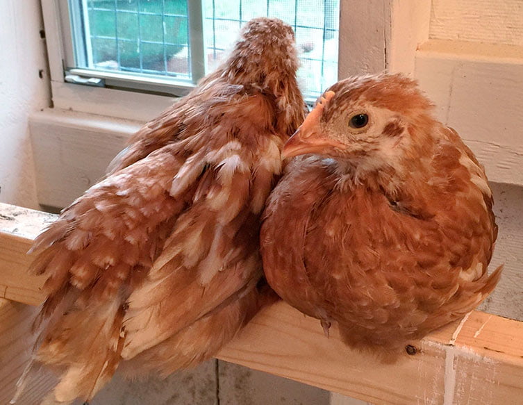 Gallinas rojas | Gallinas ponedoras
