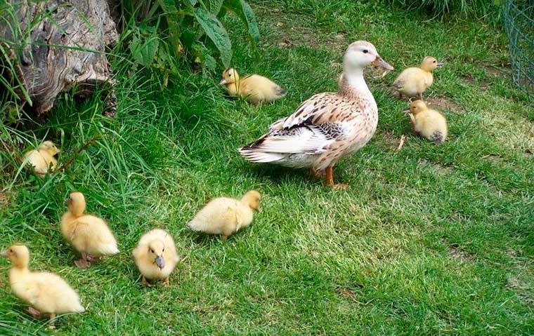 Pato Appleyard | Gallinas ponedoras