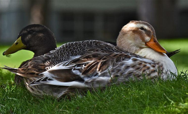 Pato Appleyard | Gallinas ponedoras