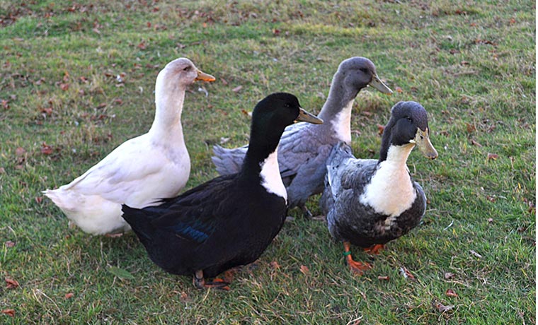 Pato sueco azul | Gallinas ponedoras