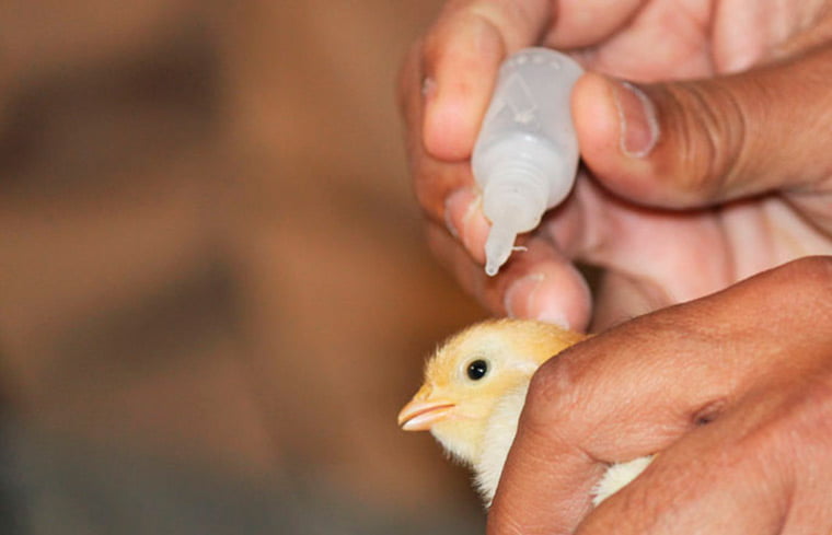 Vacunas para pollos ¿Cuándo son necesarias? | Gallinas ponedoras