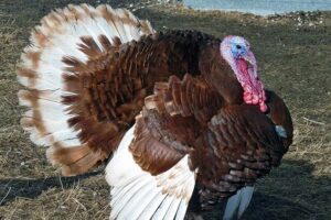 Pavo Borbón Rojo | Gallinas ponedoras