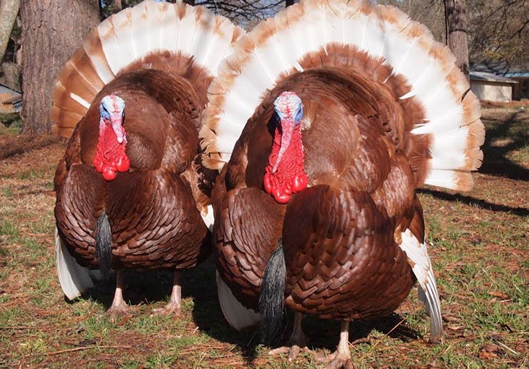 Conoce las 9 mejores razas de pavo para carne | Gallinas ponedoras