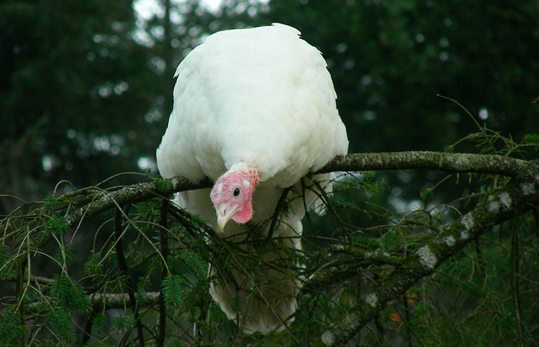 Pavo blanco pequeño de Beltsville | Gallinas ponedoras