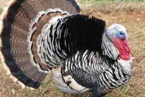 Pavo bronceado | Características, crianza, alimentación y más