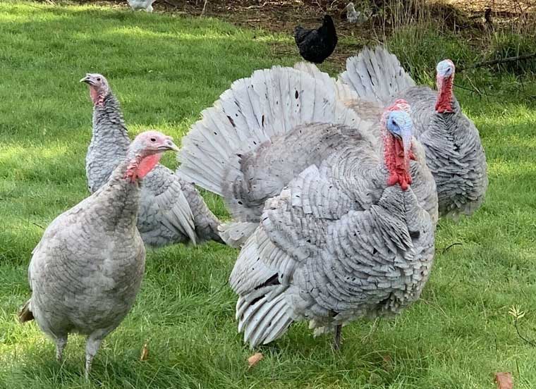 Pavo azul pizarra | Gallinas ponedoras