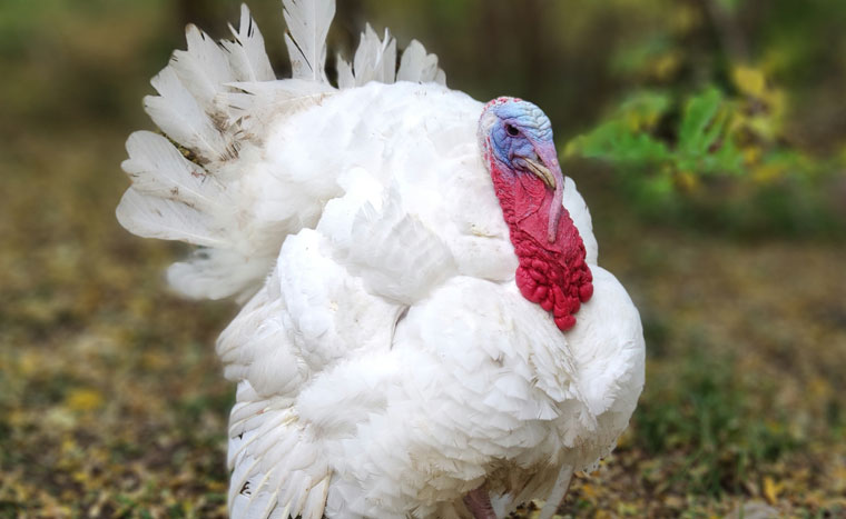 Pavo blanco de pecho ancho | Gallinas ponedoras