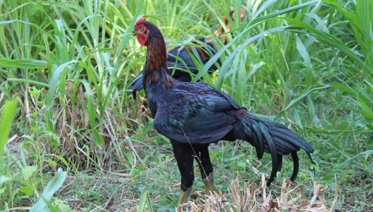 Aseel | Gallinas ponedoras